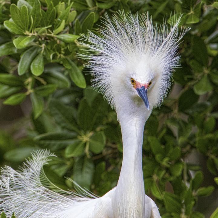 Bad Feather Day | Shutterbug